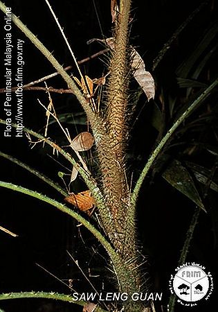 Calamus perakensis - Palmpedia - Palm Grower's Guide