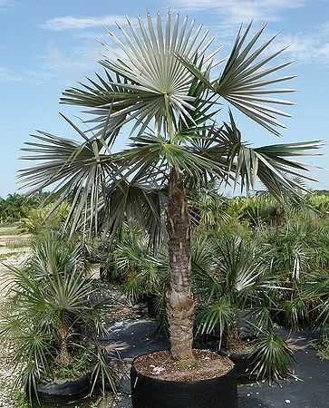 Coccothrinax - Alchetron, The Free Social Encyclopedia