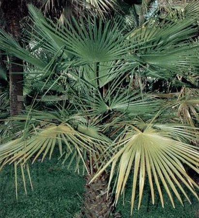 Copernicia tectorum - Palmpedia - Palm Grower's Guide