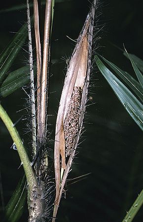 Daemonorops jenkinsiana - Palmpedia - Palm Grower's Guide