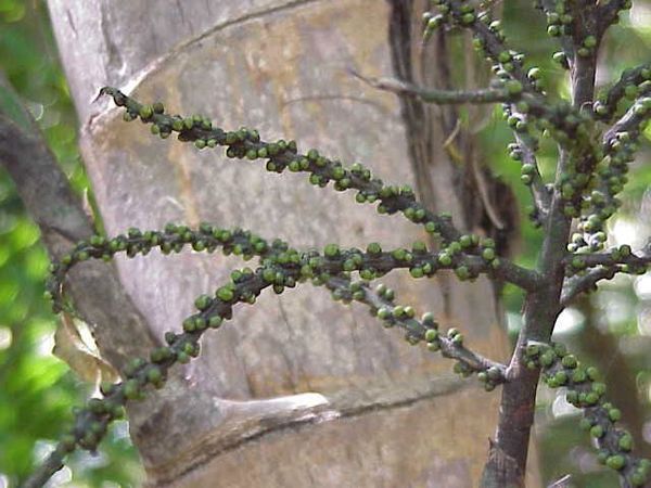 Gaussia maya - Palmpedia - Palm Grower's Guide