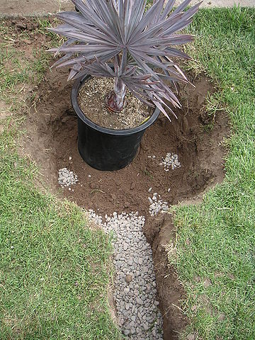 A Primer On Germinating Palm Seeds - Palmpedia - Palm Grower's Guide