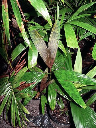 Pinanga disticha - Palmpedia - Palm Grower's Guide