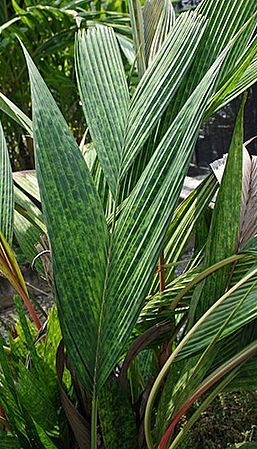 Pinanga densiflora - Palmpedia - Palm Grower's Guide