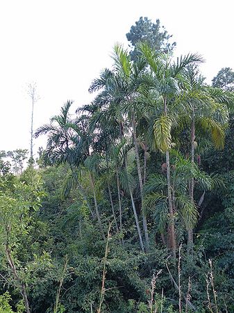 Oncosperma fasciculatum - Palmpedia - Palm Grower's Guide