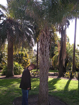 Phoenix pusilla - Palmpedia - Palm Grower's Guide