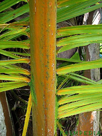 Raphia farinifera - Palmpedia - Palm Grower's Guide