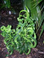 Category:RECURVED LEAF - Palmpedia - Palm Grower's Guide