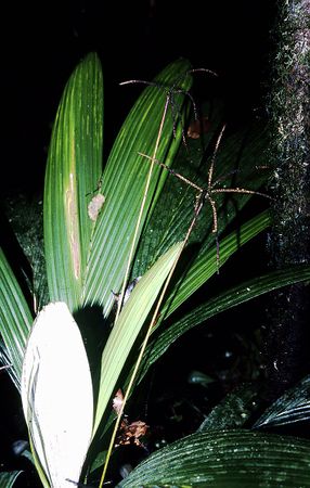Sommieria leucophylla - Palmpedia - Palm Grower's Guide