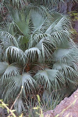 Brahea aculeata - Palmpedia - Palm Grower's Guide