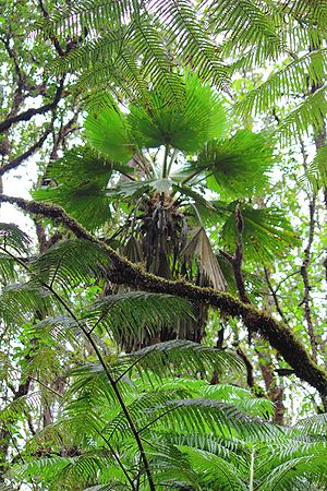 Pritchardia beccariana - Palmpedia - Palm Grower's Guide