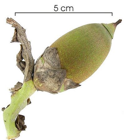 Attalea butyracea - Palmpedia - Palm Grower's Guide