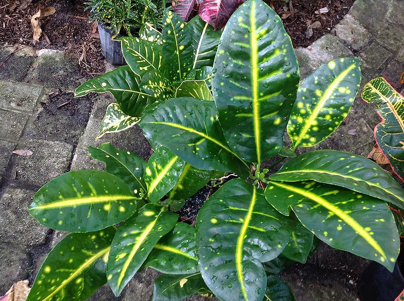 BUTTERCUP - Palmpedia - Palm Grower's Guide