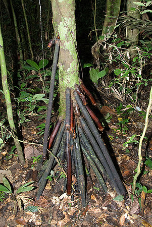 Iriartea deltoidea - Palmpedia - Palm Grower's Guide