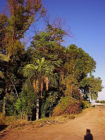 Acrocomia totai - Palmpedia - Palm Grower's Guide