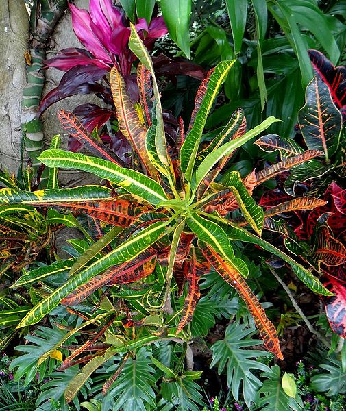 MULTICOLOR - Palmpedia - Palm Grower's Guide