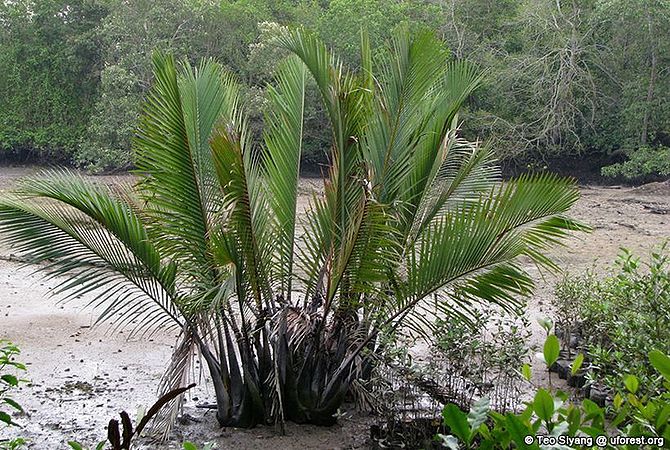 Nypa fruticans - Palmpedia - Palm Grower's Guide