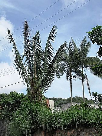 Oenocarpus bataua - Palmpedia - Palm Grower's Guide