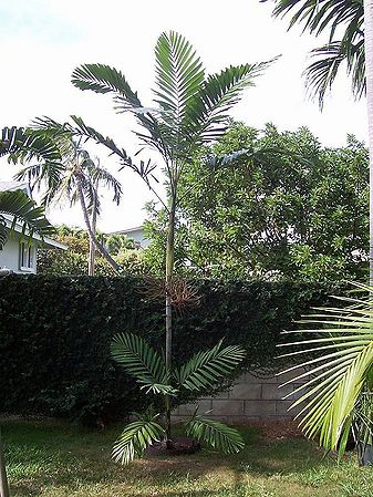 Ptychosperma schefferi - Palmpedia - Palm Grower's Guide