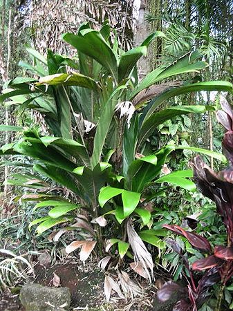 Bactris grayumii - Palmpedia - Palm Grower's Guide