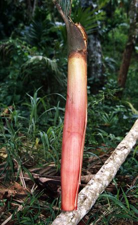 Areca macrocalyx - Palmpedia - Palm Grower's Guide