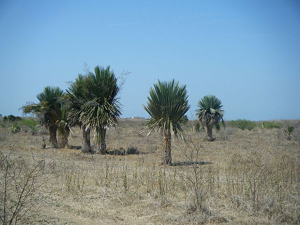 Copernicia rigida - Palmpedia - Palm Grower's Guide