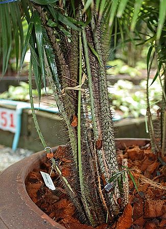 Calamus balingensis - Palmpedia - Palm Grower's Guide