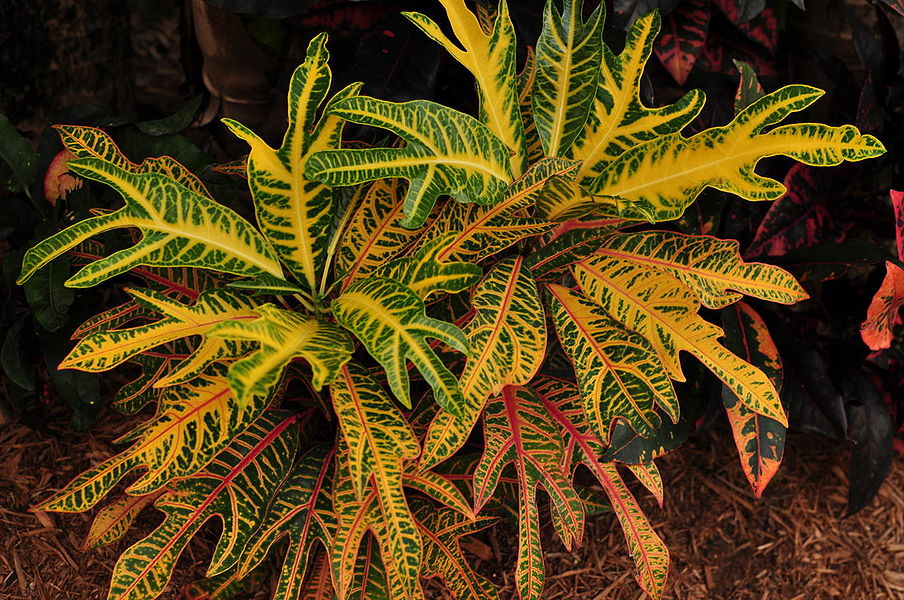 EXETER - Palmpedia - Palm Grower's Guide