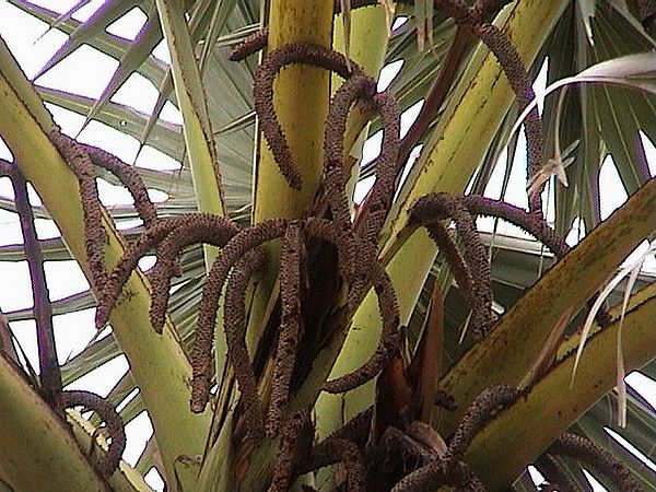 Borassus flabellifer - Palmpedia - Palm Grower's Guide