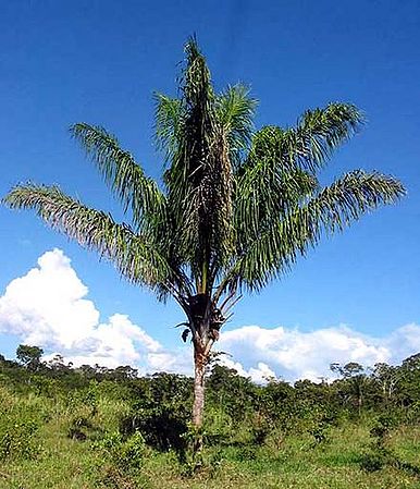 Attalea maripa - Palmpedia - Palm Grower's Guide