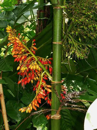 Areca concinna - Palmpedia - Palm Grower's Guide