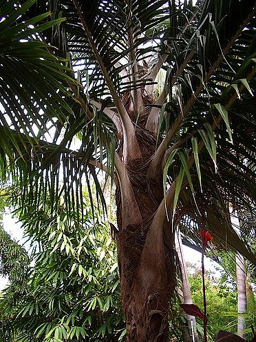 Ravenea madagascariensis var. 'monticola' - Palmpedia - Palm Grower's Guide