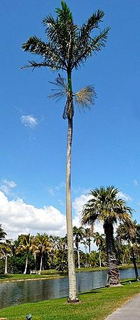Roystonea princeps - Palmpedia - Palm Grower's Guide