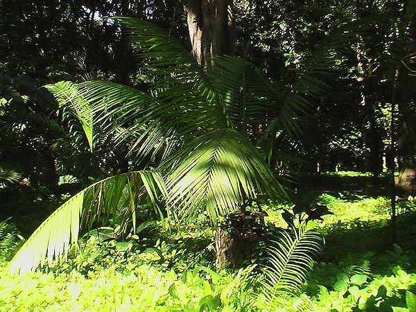 Leopoldinia piassaba - Palmpedia - Palm Grower's Guide