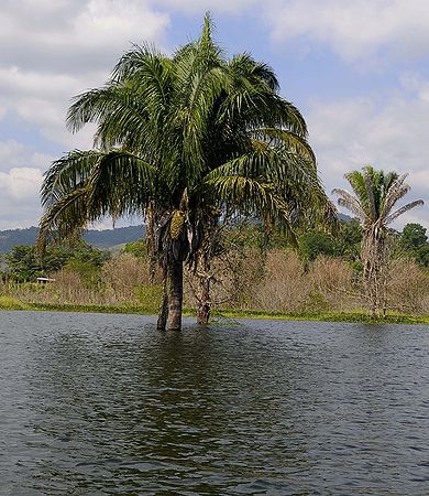 Attalea maripa - Palmpedia - Palm Grower's Guide