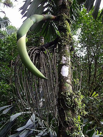 Iriartea deltoidea - Palmpedia - Palm Grower's Guide