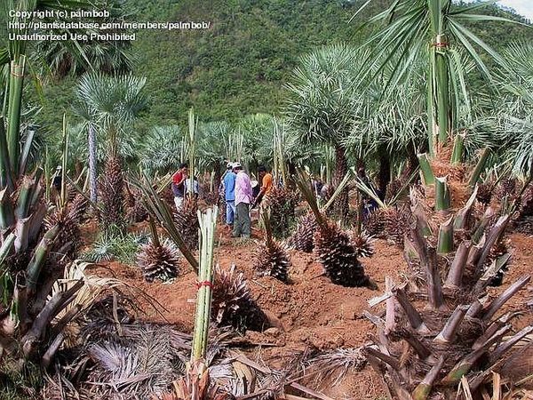 Sabal palmetto - Palmpedia - Palm Grower's Guide