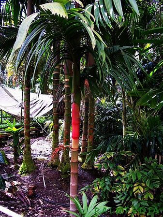 Areca macrocalyx var. 'Marie' - Palmpedia - Palm Grower's Guide