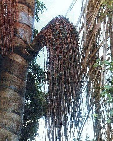 Oenocarpus bataua - Palmpedia - Palm Grower's Guide