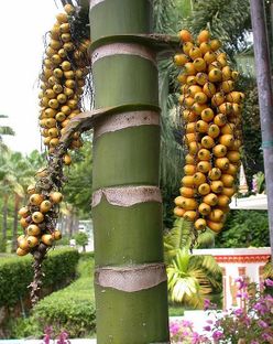 Areca macrocalyx - Palmpedia - Palm Grower's Guide