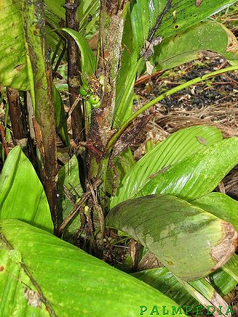 Bactris hondurensis - Palmpedia - Palm Grower's Guide