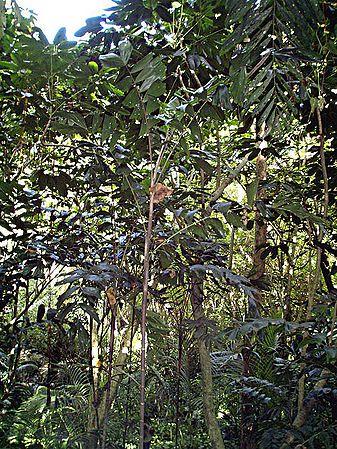 Balaka longirostris - Palmpedia - Palm Grower's Guide