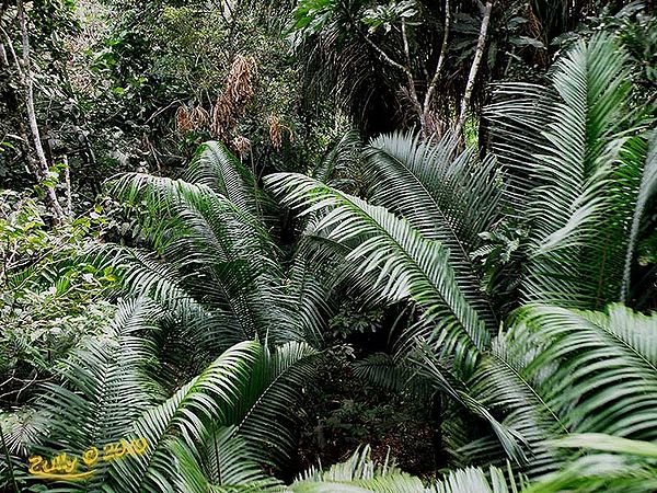 Phytelephas seemannii - Palmpedia - Palm Grower's Guide