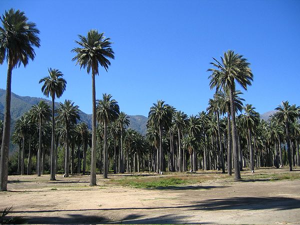 Jubaea chilensis - Palmpedia - Palm Grower's Guide