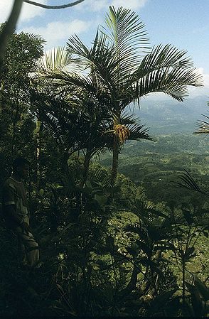 Loxococcus rupicola - Palmpedia - Palm Grower's Guide