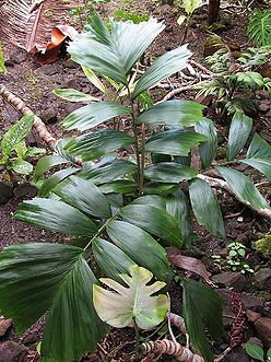 Balaka microcarpa - Palmpedia - Palm Grower's Guide