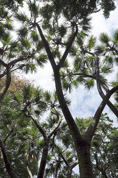 Hyphaene thebaica - Palmpedia - Palm Grower's Guide