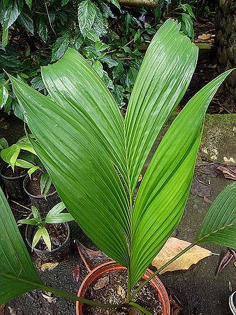 Pinanga javana - Palmpedia - Palm Grower's Guide