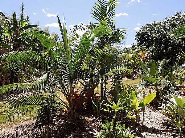 Ravenea glauca - Palmpedia - Palm Grower's Guide