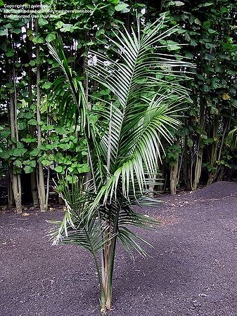 Ravenea julietiae - Palmpedia - Palm Grower's Guide